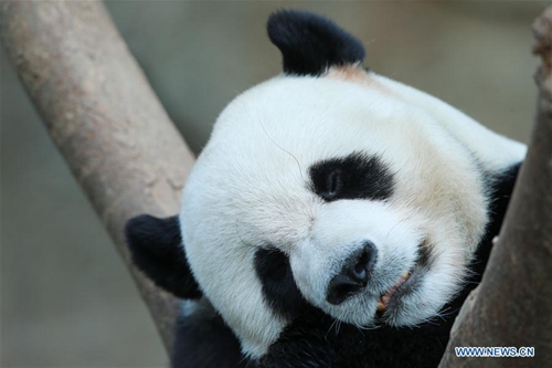 Chinese giant pandas meet public at Panda World of Everland in S. Korea ...