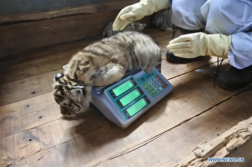 Over 20 cubs born in 2019 at Siberian tiger breeding center in China's ...