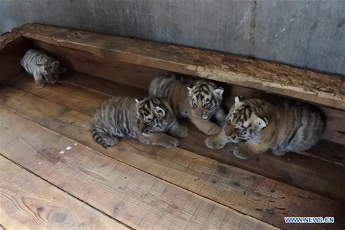 Over 20 cubs born in 2019 at Siberian tiger breeding center in China's ...