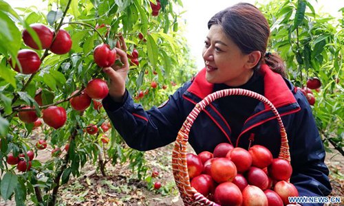 Over 7000 greenhouses set up in Caofeidian District of Tangshan ...