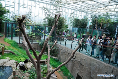 Chinese giant pandas meet public at Panda World of Everland in S. Korea ...