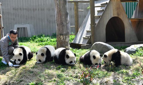 Giant panda cubs enjoy spring sunshine in SW China - Global Times