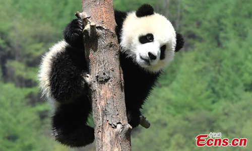 Giant panda cubs enjoy spring sunshine in SW China - Global Times