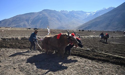 Spring plowing starts in southwest China's Tibet - Global Times