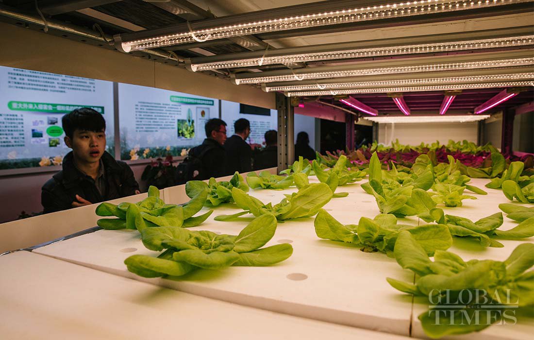 Intl Horticultural Exhibition 2019 Beijing opens to public - Global Times