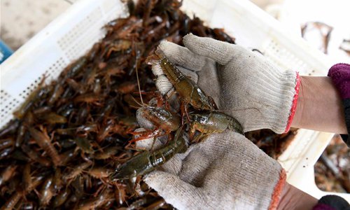Tuohu Township promotes farming crayfish, rice together in paddy fields ...