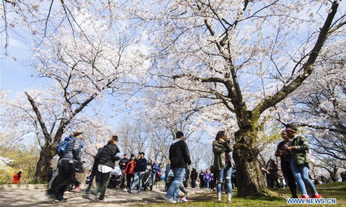 Cherry blossoms in full bloom at High Park in Toronto - Global Times