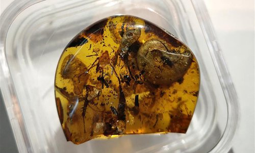 Chinese scientists identify rare amber encasing ancient sea animal ...