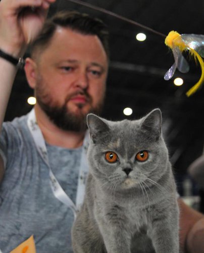 International cat show "Baltic Winner 2019" held in Riga, Latvia ...