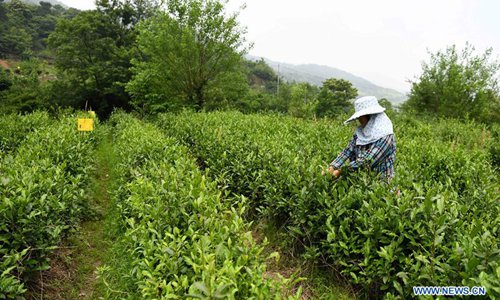 Dawan Village committed to developing tea industry, rural tourism to ...