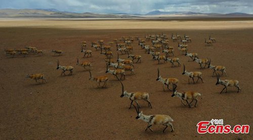 Tibetan antelope in spectacular migration - Global Times