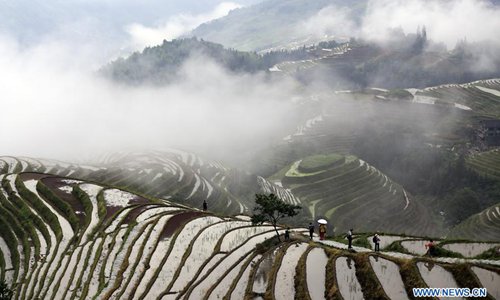 Scenery of terraced rice field of Longji in Longsheng, S China's ...