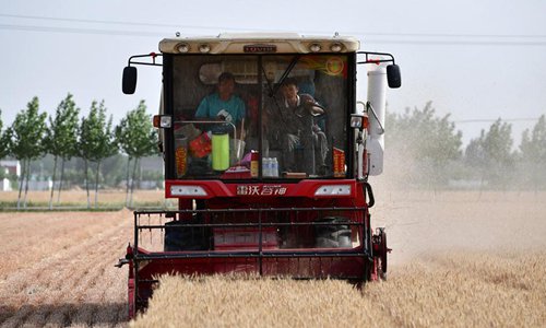 Farmers harvest wheats in central China's Henan - Global Times