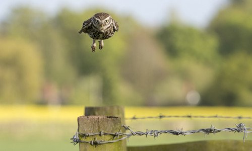 Owl hops between fences with proud expression in UK - Global Times