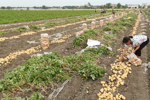 Profit’s in the bag - Global Times