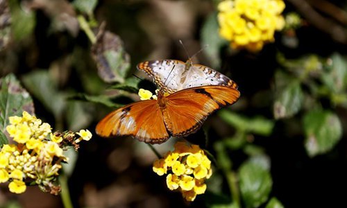 Butterfly exhibition held at Natural History Museum of Los Angeles ...
