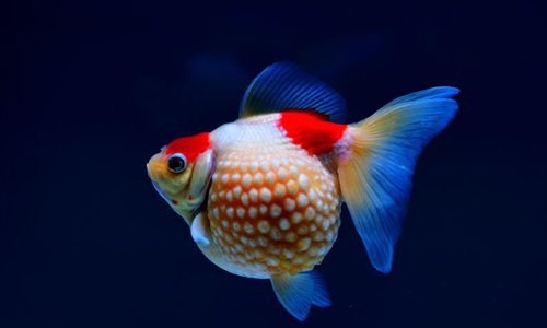 2nd international goldfish competition held in Fuzhou - Global Times