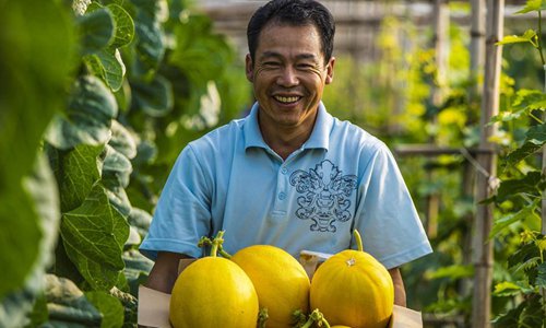 Zaoqiang County develops complete muskmelon value chain in China's ...