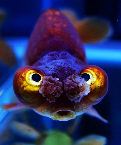 2nd international goldfish competition held in Fuzhou - Global Times