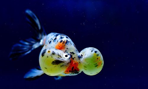 2nd international goldfish competition held in Fuzhou - Global Times