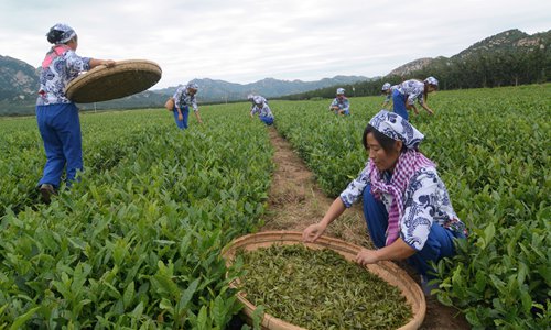 Southern-dominated tea industry takes off in the north - Global Times
