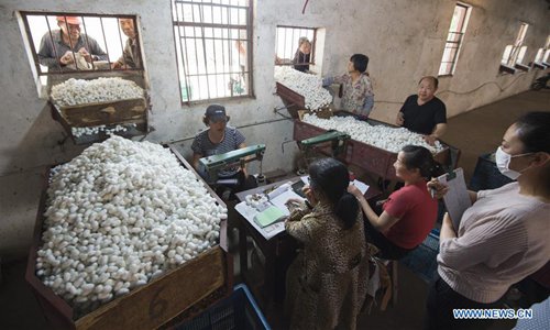 Farmers in Hai'an busy harvesting spring cocoons - Global Times