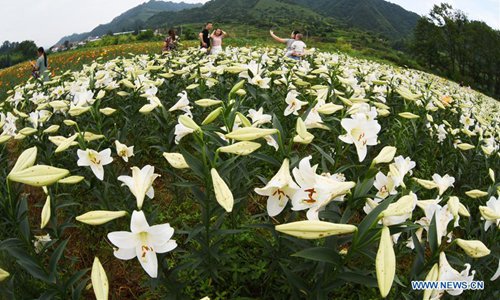 Lily flowers in SW China's Guizhou - Global Times