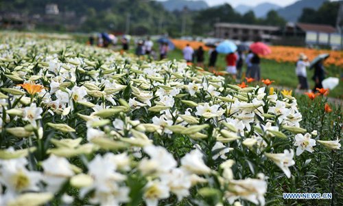 Lily flowers in SW China's Guizhou - Global Times