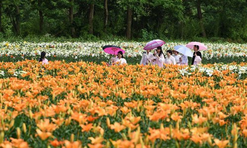 Lily flowers in SW China's Guizhou - Global Times