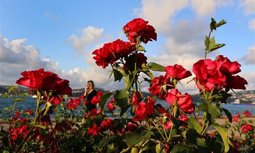 China roses in full bloom in Istanbul - Global Times