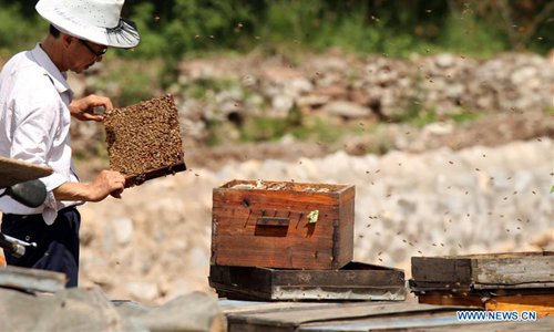 Farmers busy collecting honey in north China's Hebei - Global Times