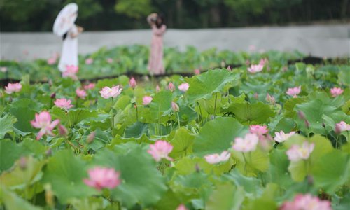 Scenery of lotus flower in China - Global Times