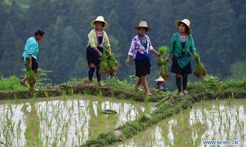 China's Liangzhai develops purple glutinous rice planting industry for ...
