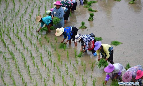 China's Liangzhai develops purple glutinous rice planting industry for ...