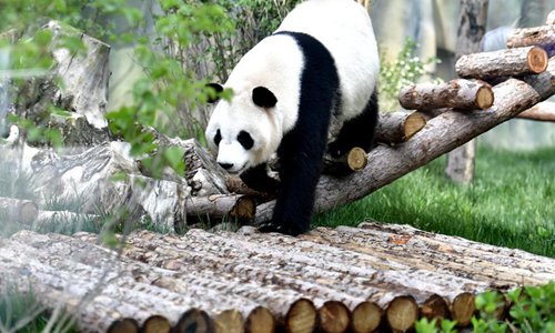 Panda house opens to public in Xining, China's Qinghai - Global Times