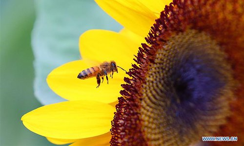 Bee collects sunflower pollen - Global Times