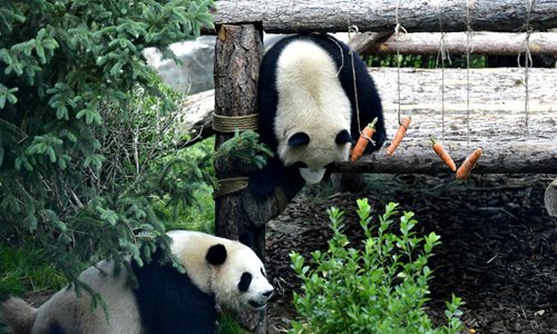 Panda house opens to public in Xining, China's Qinghai - Global Times