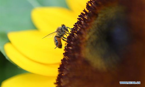 Bee collects sunflower pollen - Global Times