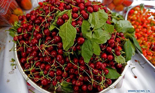 Cherry Day in Hamana, Lebanon - Global Times