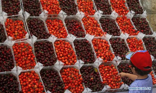Cherry Day in Hamana, Lebanon - Global Times