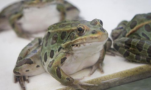 Biologists at Vancouver Aquarium try to boost wild population of ...