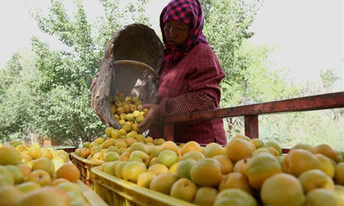 Farmers harvest apricots in NW China's Gansu - Global Times