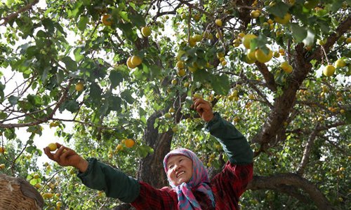 Farmers harvest apricots in NW China's Gansu - Global Times