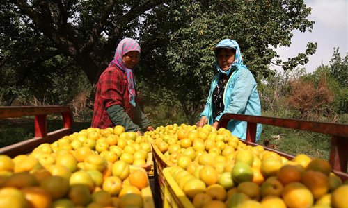Farmers harvest apricots in NW China's Gansu - Global Times