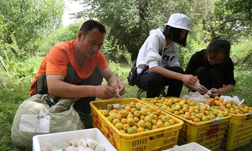 Farmers harvest apricots in NW China's Gansu - Global Times