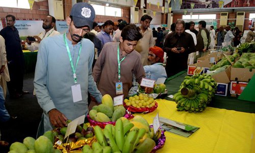 Mango festival kicks off in Hyderabad, Pakistan - Global Times