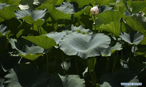 Lotus flowers in full blossom across China - Global Times