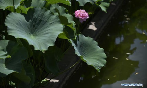 Lotus flowers in full blossom across China - Global Times