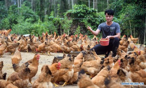 South China township develops chicken industry as means of poverty ...