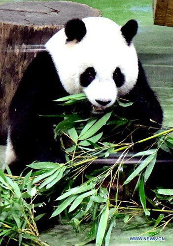 Giant panda "Yuanzai" celebrates 6th birthday in China's Taiwan ...